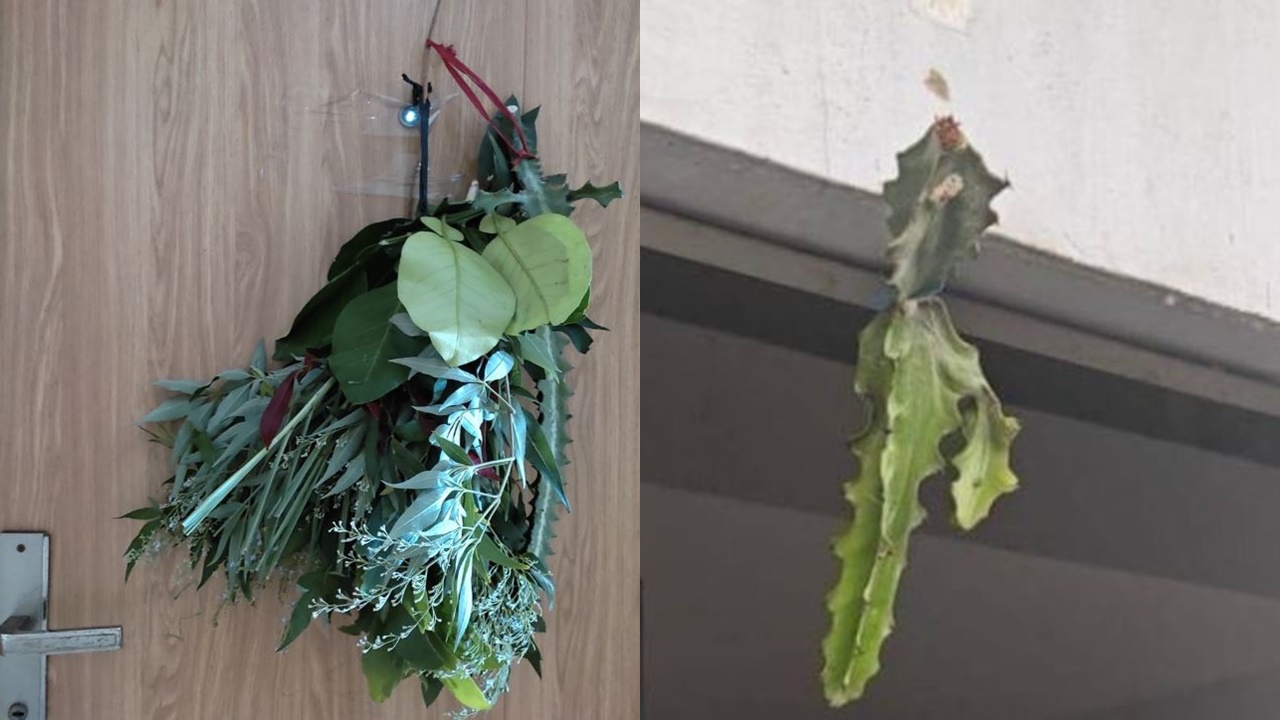 Why you should hang a cactus in front of your house Why you should hang a cactus in front of your house